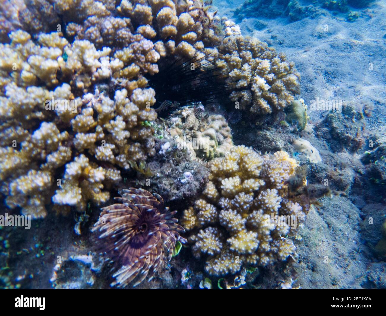 Coral reef texture. Exotic island shore shallow water. Tropical ...