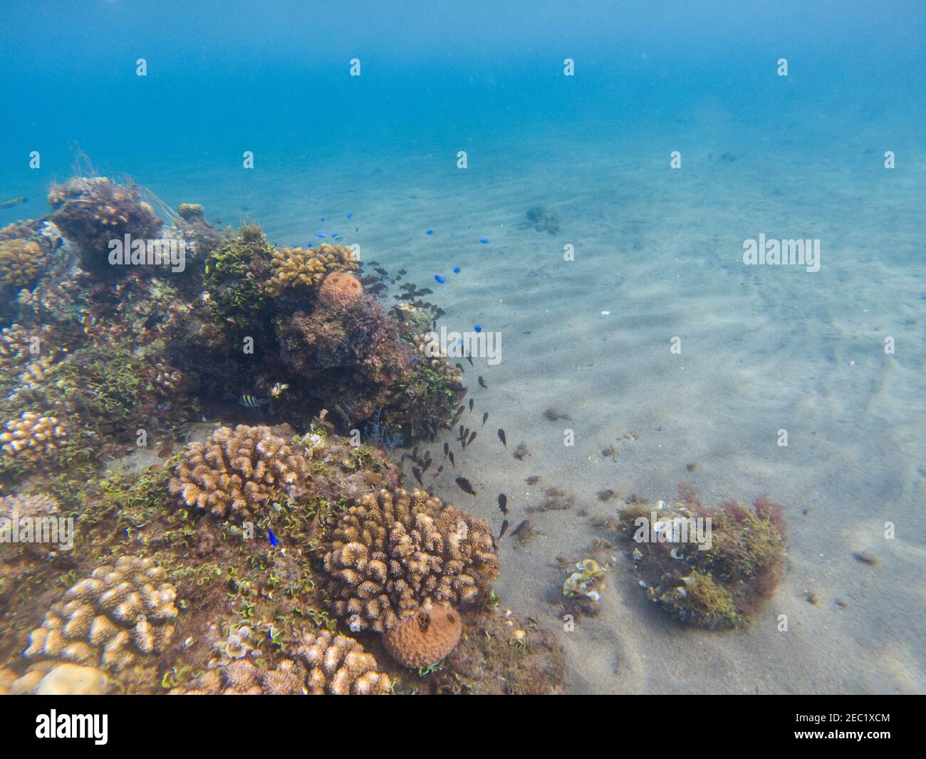 Coral reef on sand bottom. Exotic island shore shallow water. Tropical ...
