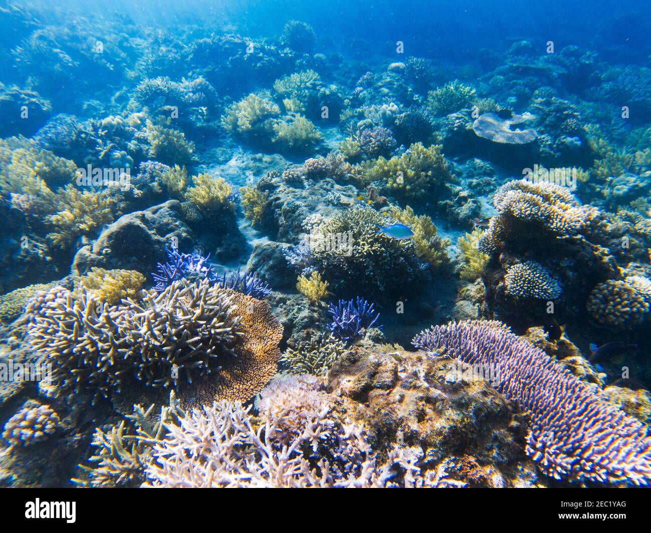Tropical sea bottom perspective. Exotic island shore shallow water ...