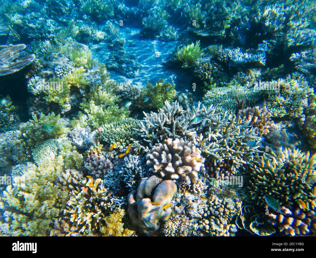 Coral reef diversity. Exotic island shore shallow water. Tropical ...