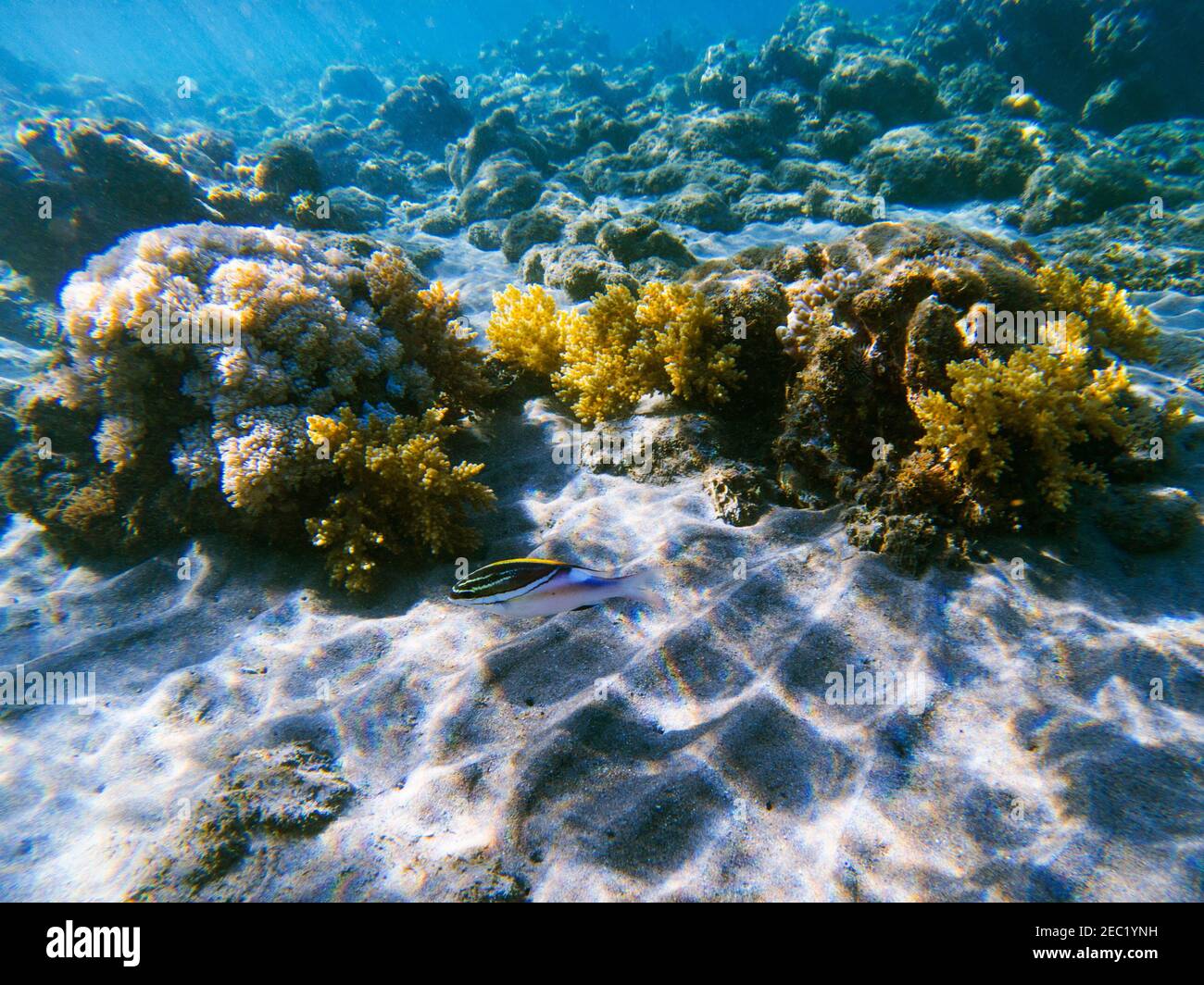 Tropical fish in coral reef. Exotic island shore shallow water ...