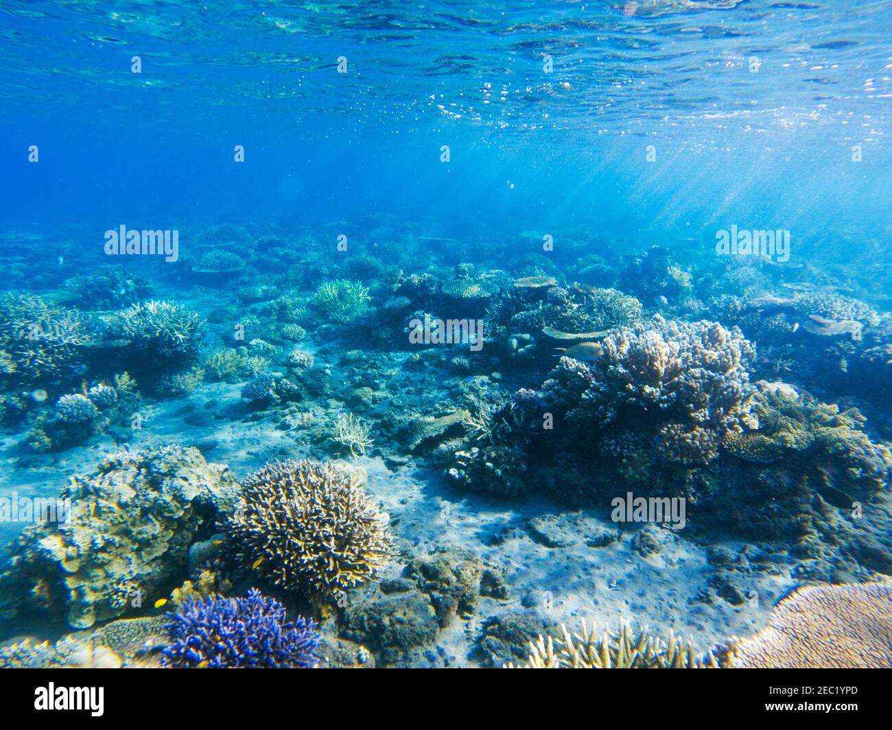 Sunshine on coral reef. Exotic island shore shallow water. Tropical ...