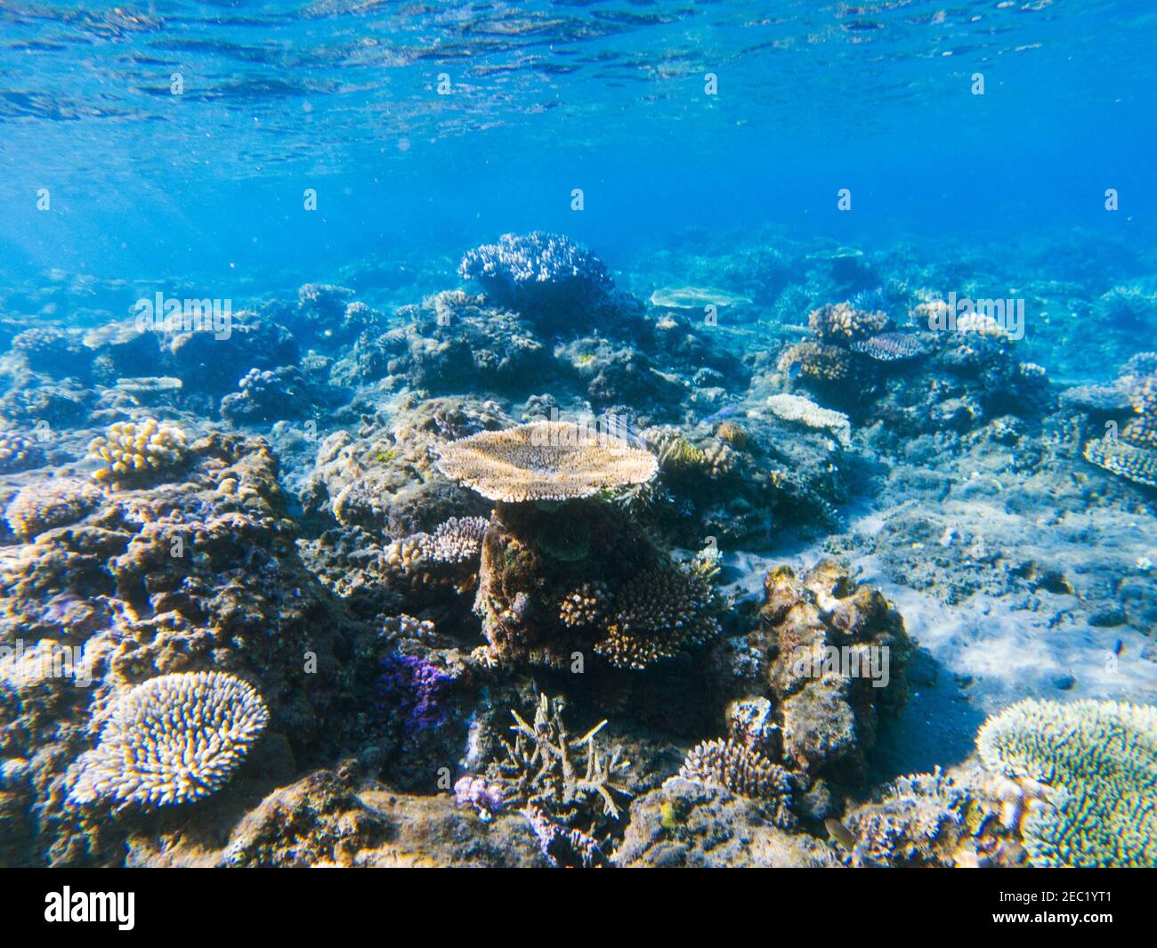 Table corals panorama. Exotic island shore shallow water. Tropical ...