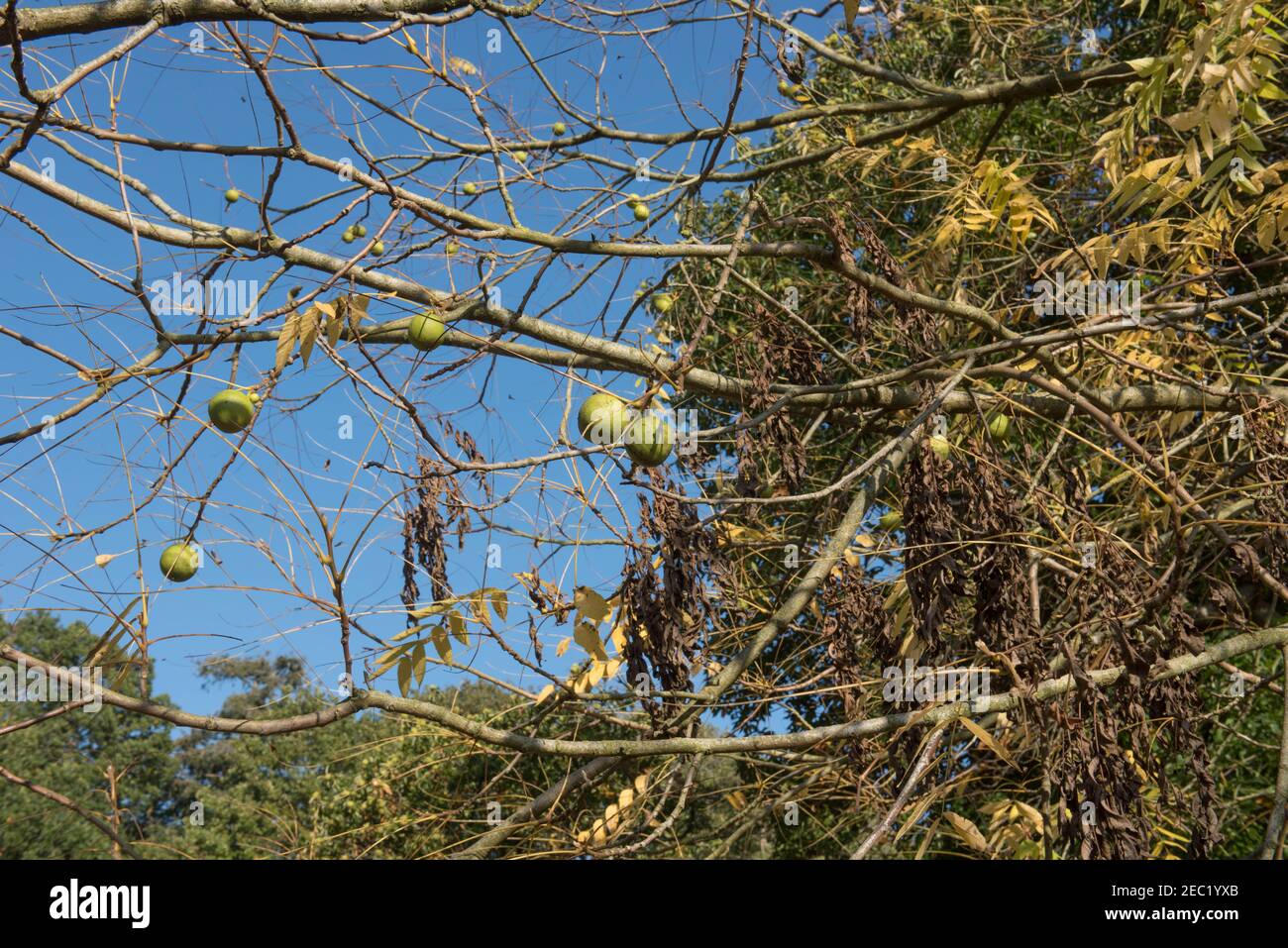 Autumnal Colours and Fruit on a Common Walnut Tree (Juglans regia ...