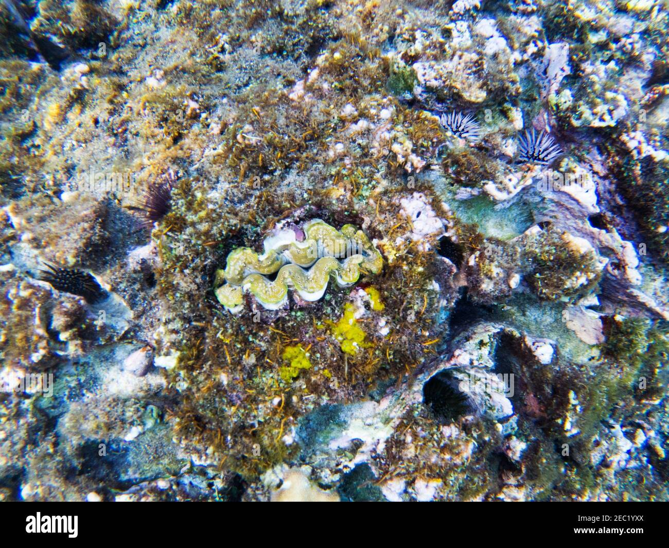 Clam fish in shell. Exotic island shore shallow water. Tropical ...