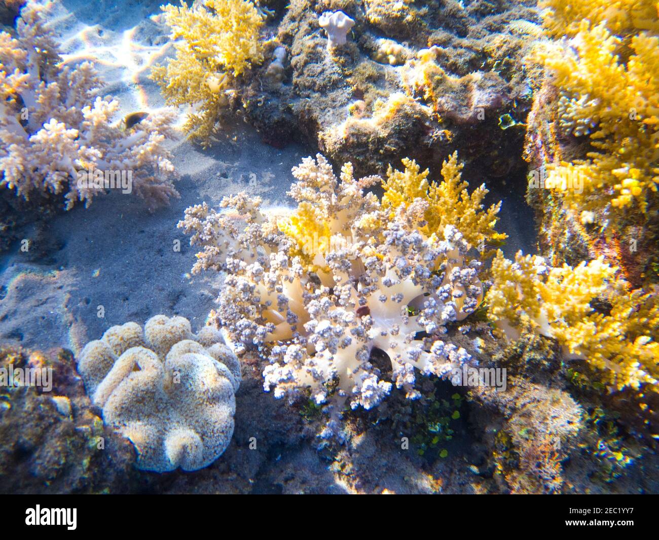 White and yellow sea plant. Exotic island shore shallow water. Tropical ...