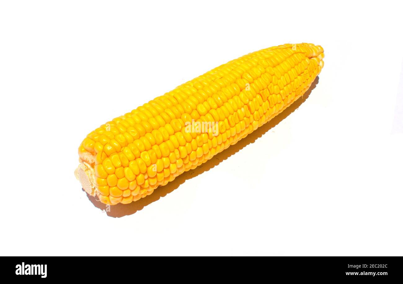 Yellow corn on white background. Sweet yellow corn isolated studio ...