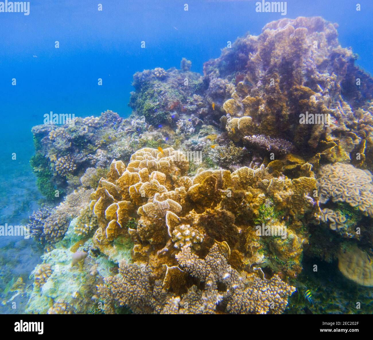 Underwater landscape with coral wall. Coral undersea photo. Seashore ...