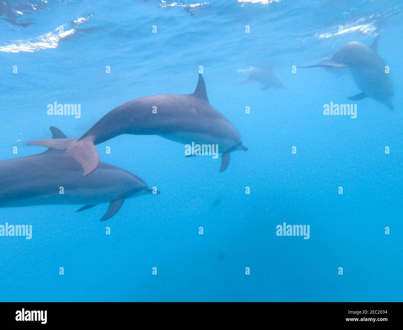 Flock of dolphins playing in the blue water near Mafushi island ...
