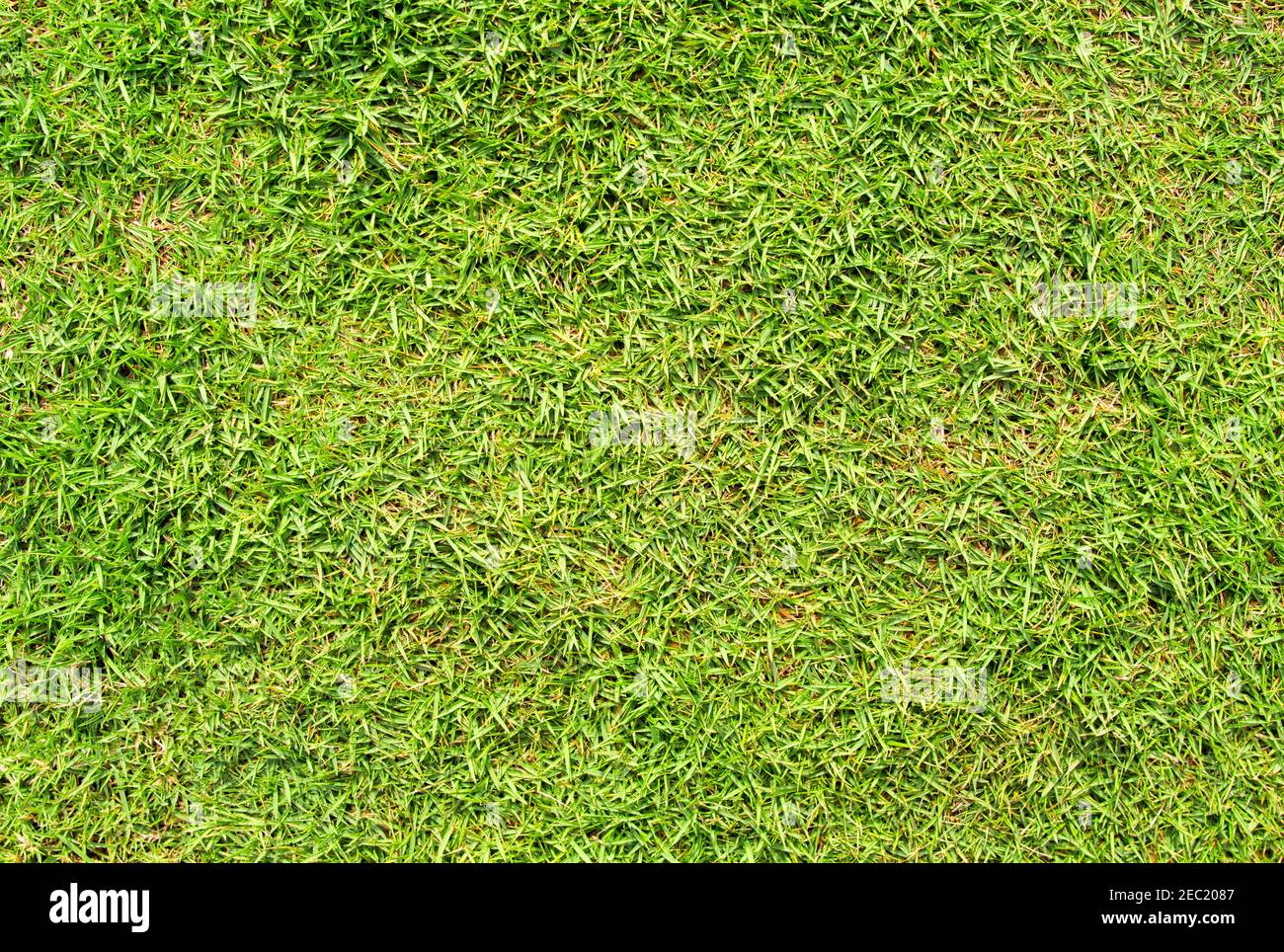 Short cut green grass background. Green grass field photo background ...