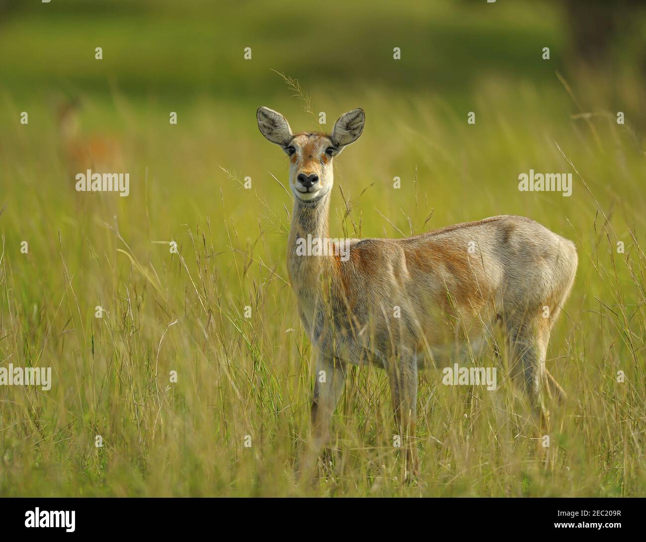 Female Impala on the Murchison National Park, Uganda. Africa Stock ...