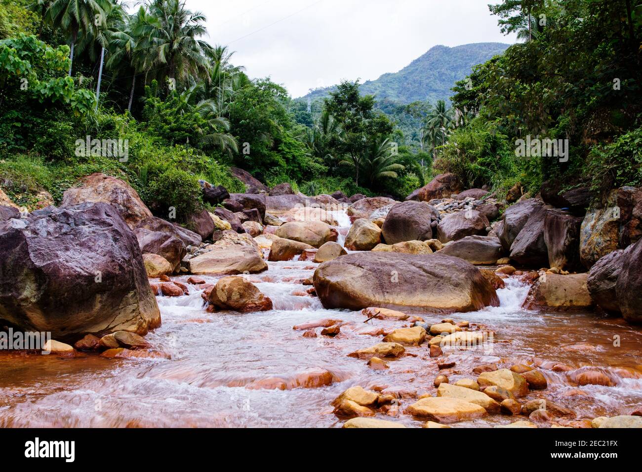 Tropical river in green jungle forest. Summer travel landscape in ...
