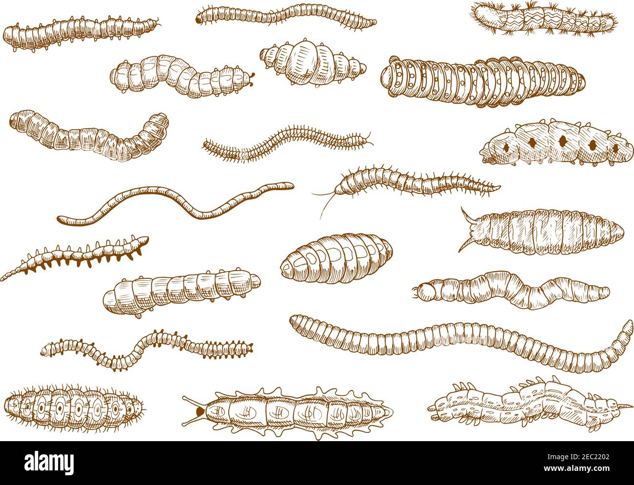 Butterfly and moth caterpillars, larvae of bugs, worms, slugs and ...