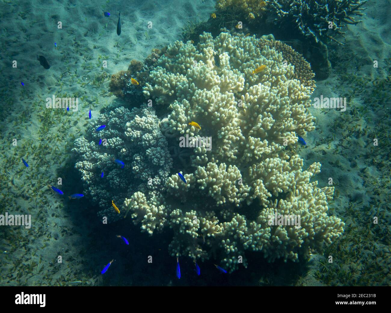 Blue fish colony in white coral. Tropical seashore inhabitants ...