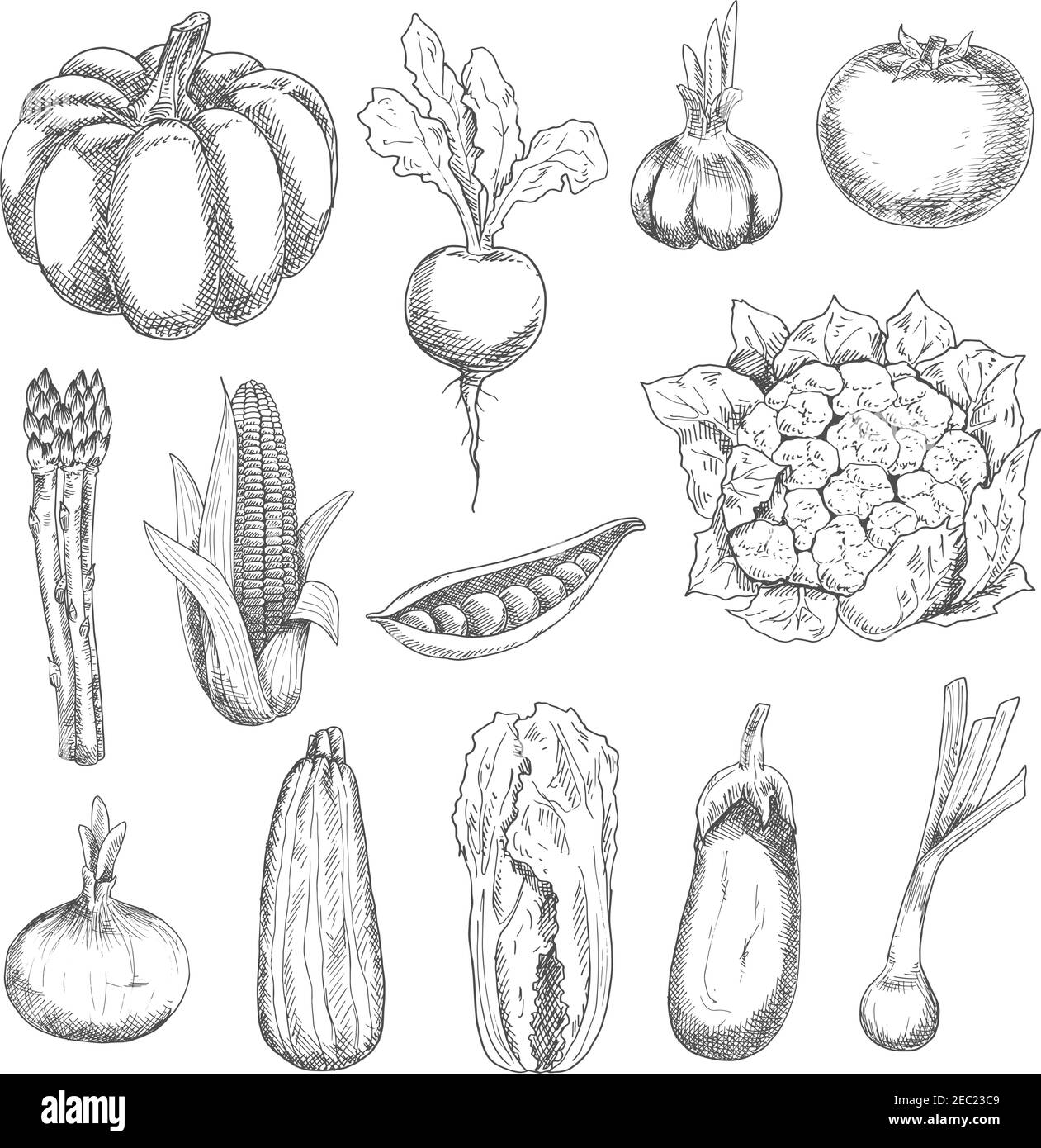 Scalli Stock Vector Images - Alamy