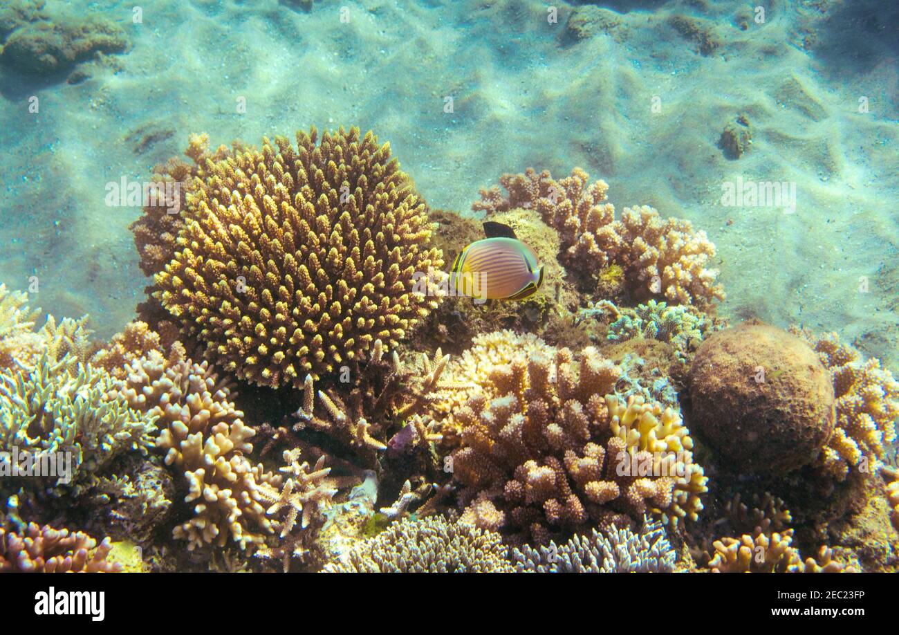 Butterflyfish in coral reef. Tropical seashore inhabitants underwater ...