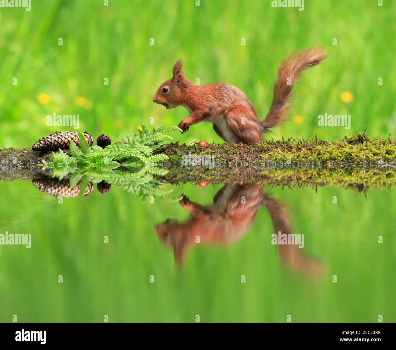 Eurasian red squirrel, Sciurus vulgaris Stock Photo - Alamy
