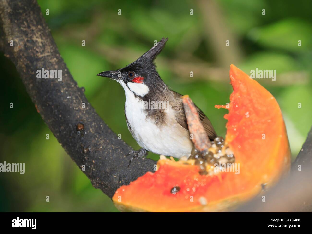 Red-whiskered Bulbul (Pycnonotus jocosus Stock Photo - Alamy