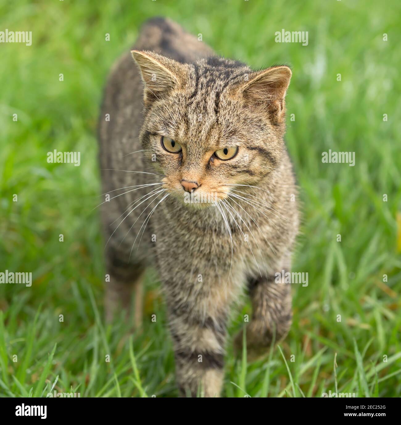 Scottish wildcat uk hi-res stock photography and images - Alamy