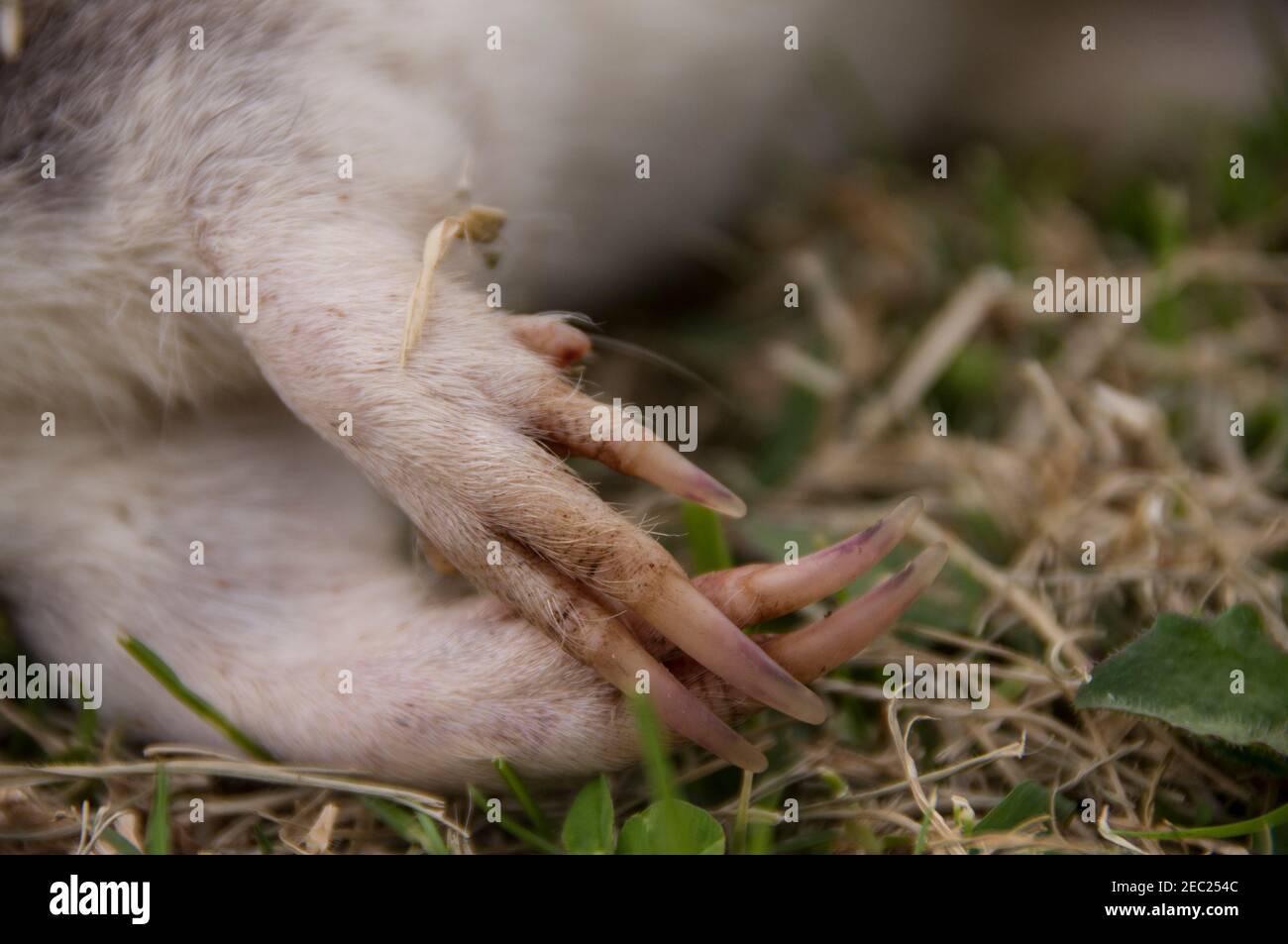 Close-up of long-nosed Bandicoot paws, Perameles nasuta, killed by a ...