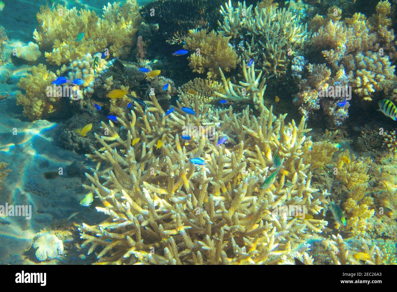 Tropical fish colony in coral. Tropical seashore animal underwater ...