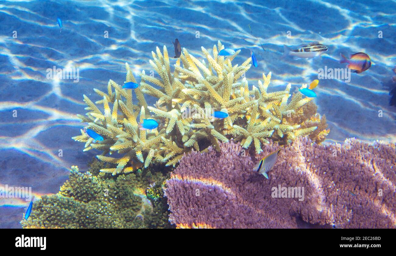 Tropical coral landscape with blue fish. Coral reef underwater. Blue ...