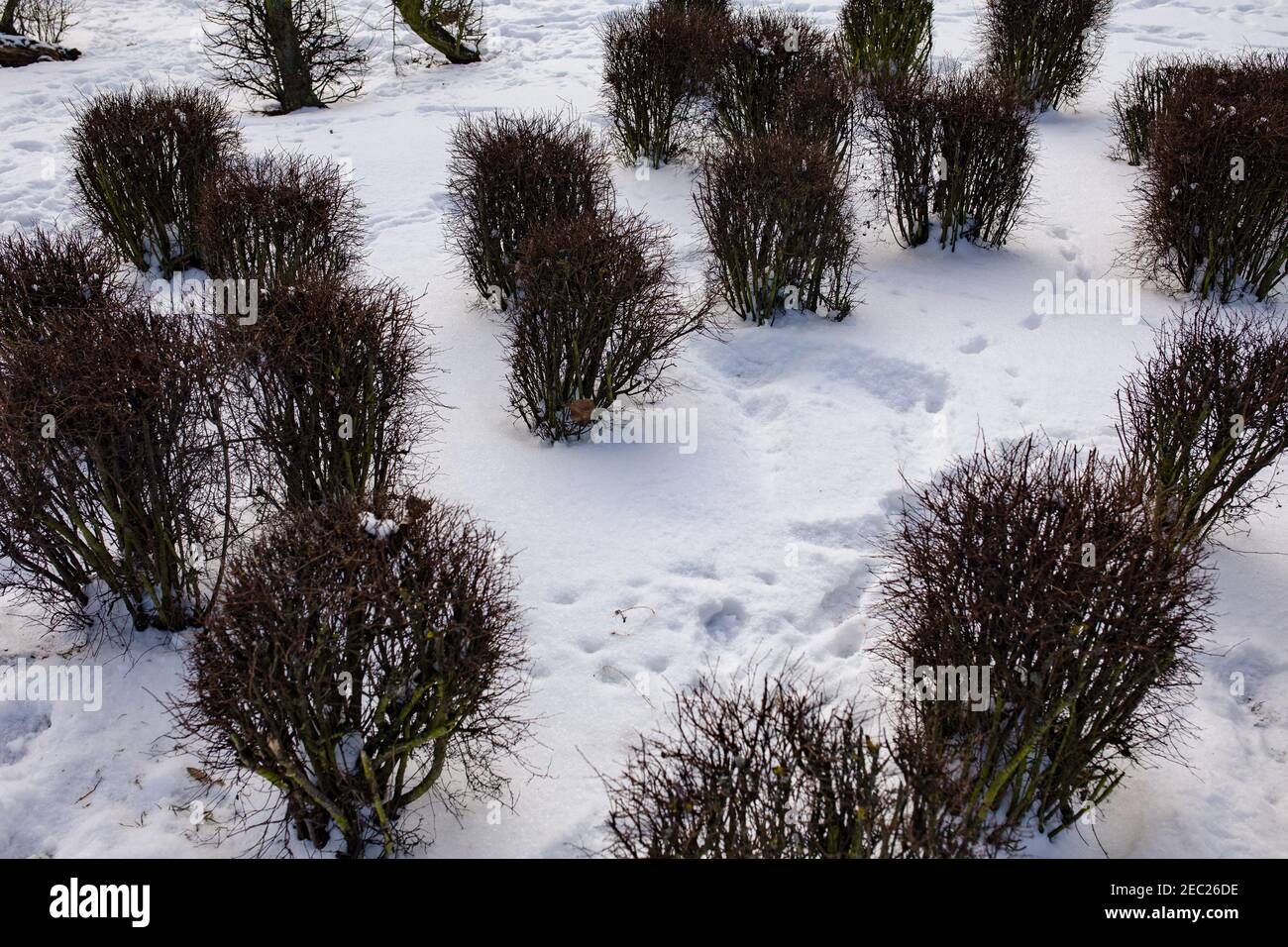 Shrubs in winter on a background of white snow, an abstract arrangement ...