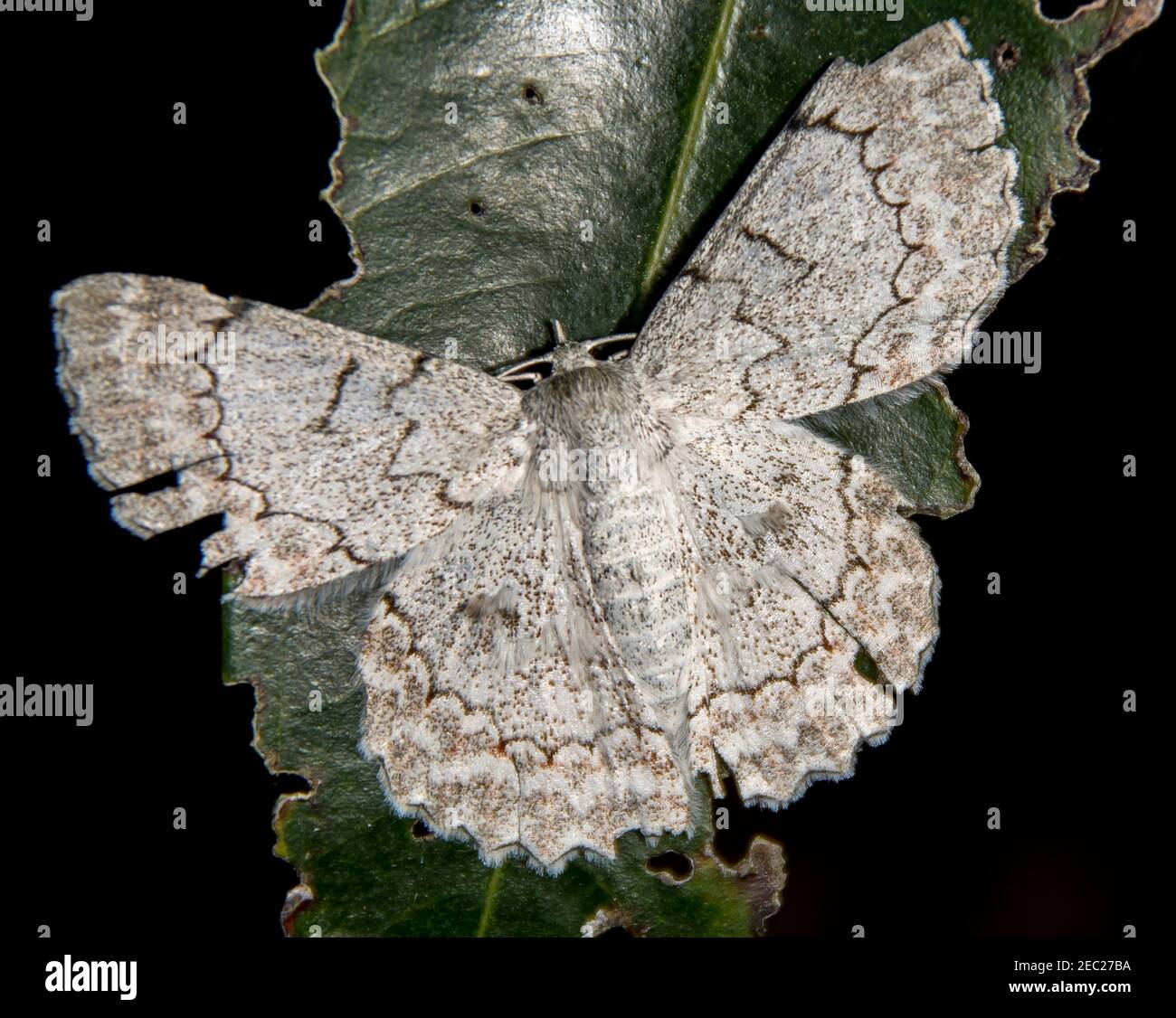 Dark grey black zig zag pattern hi-res stock photography and images - Alamy