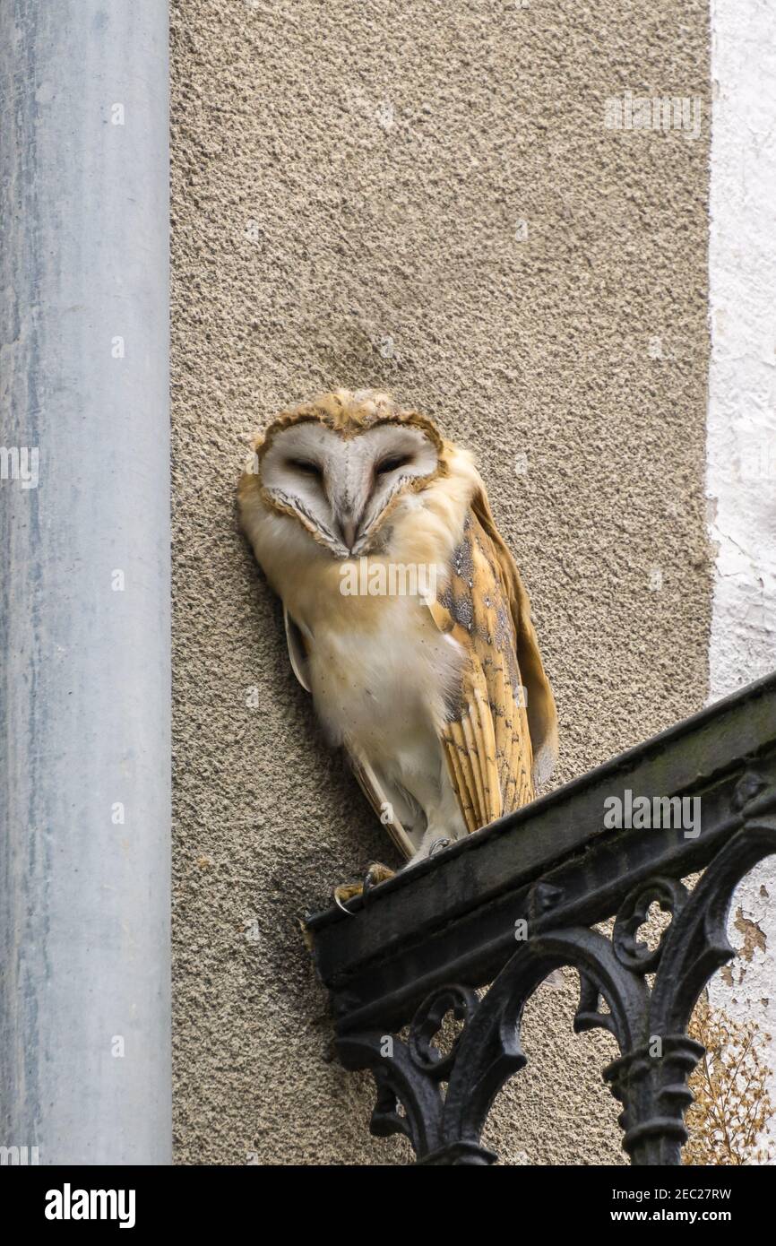 Screech owl, Tyto alba, perching on balcony of old building in city and ...