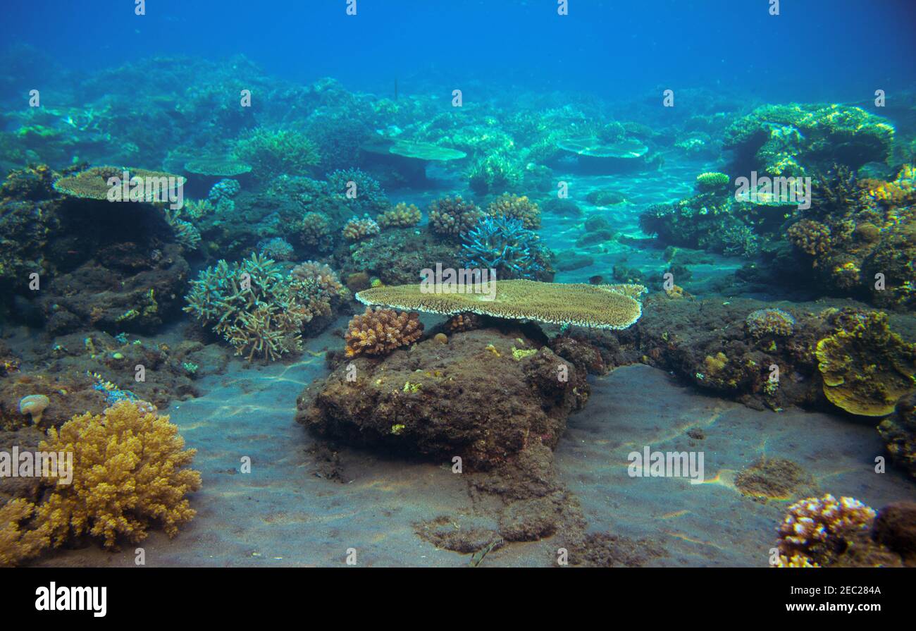 Sea bottom with coral reef. Tropical seashore inhabitants underwater ...