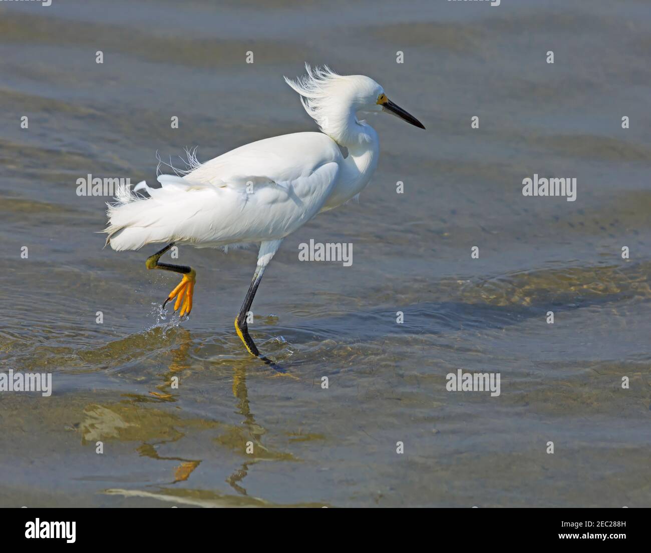 Snowy egret yellow feet hi-res stock photography and images - Alamy