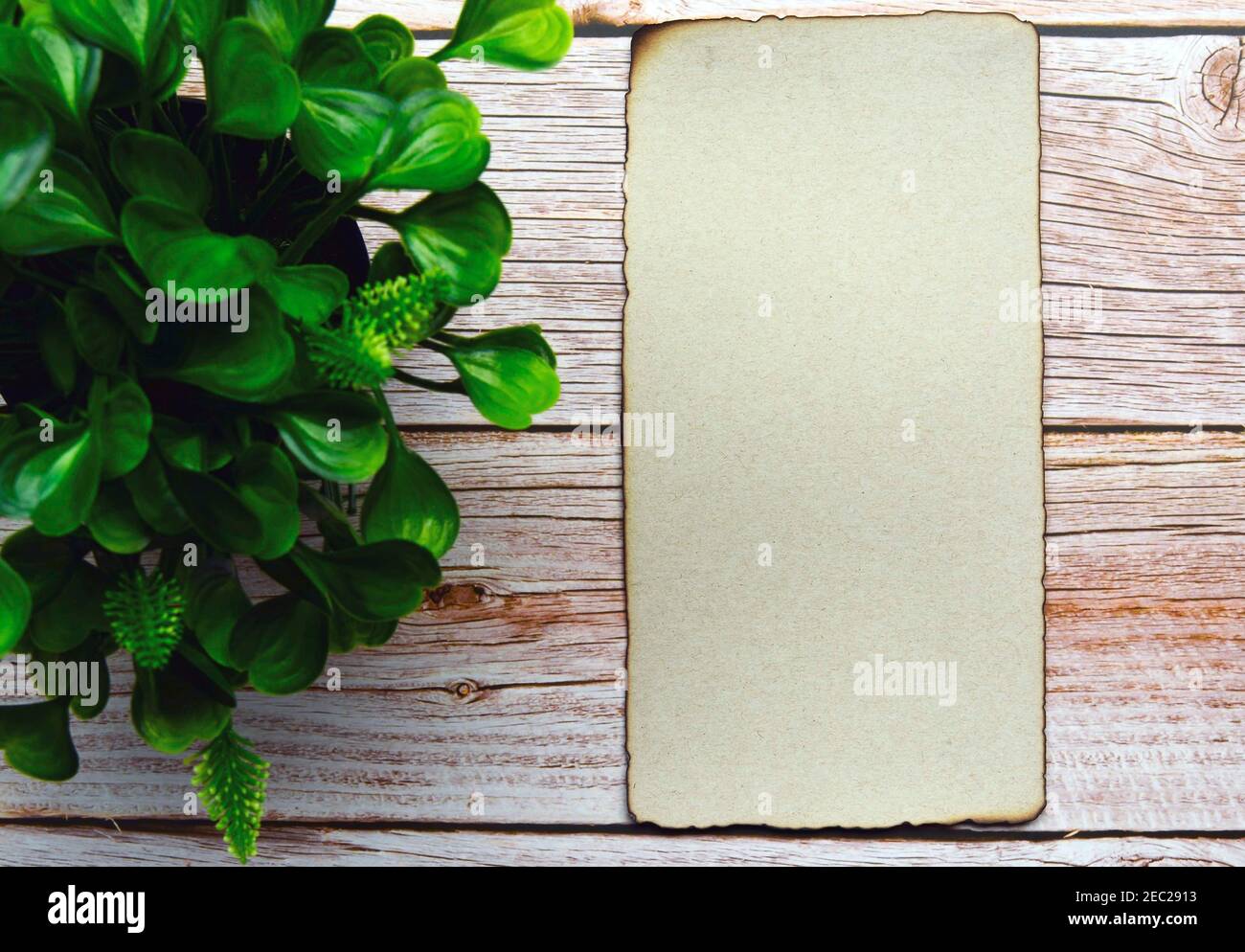 Burnt edge brown paper with space for text with green plant on wooden ...