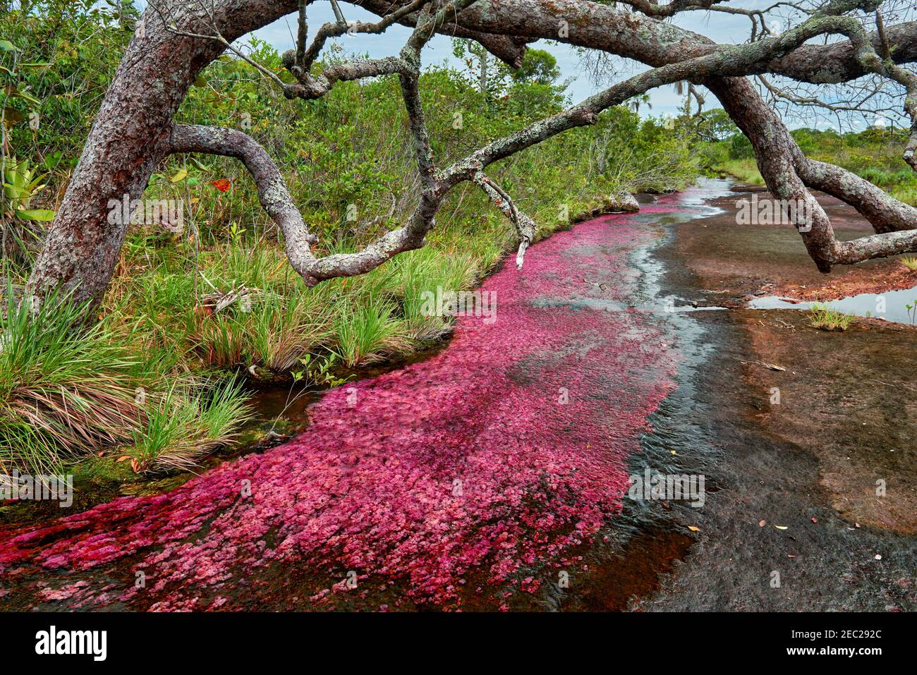 Cano Cristales called the "River of Five Colors" or the "Liquid Rainbow ...