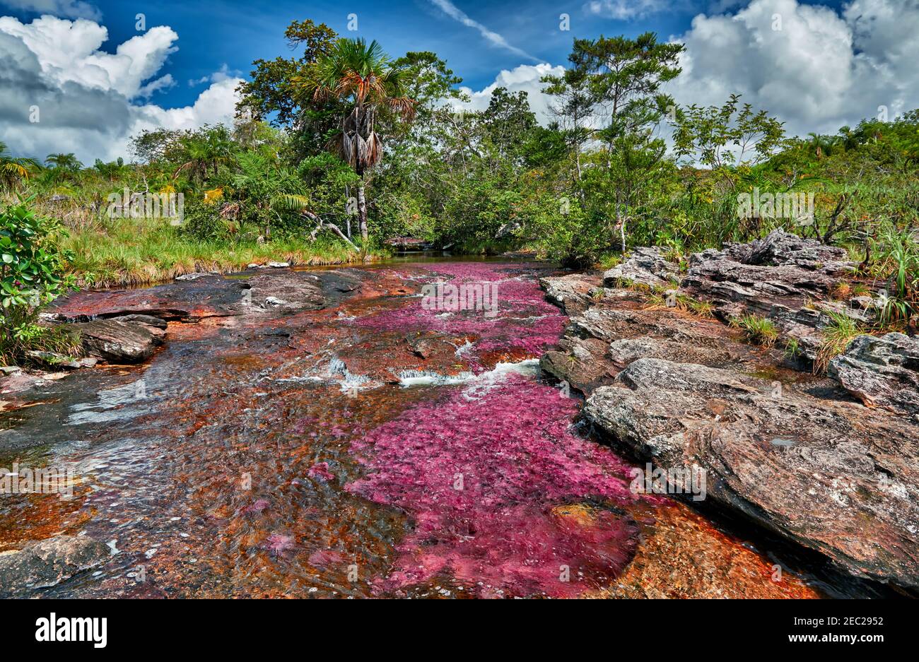 Cano Cristales called the "River of Five Colors" or the "Liquid Rainbow ...
