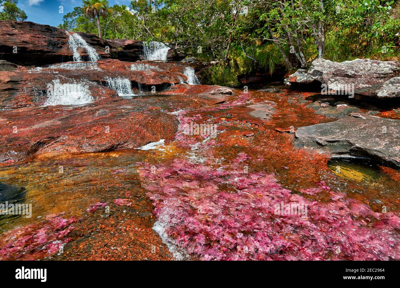 Cano Cristales called the "River of Five Colors" or the "Liquid Rainbow ...