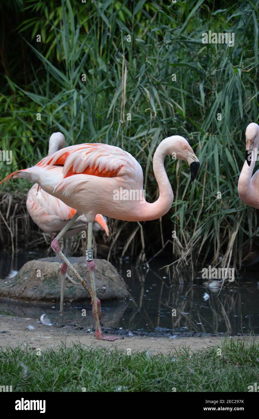 Beautiful Greater flamingos in the zoo Stock Photo - Alamy
