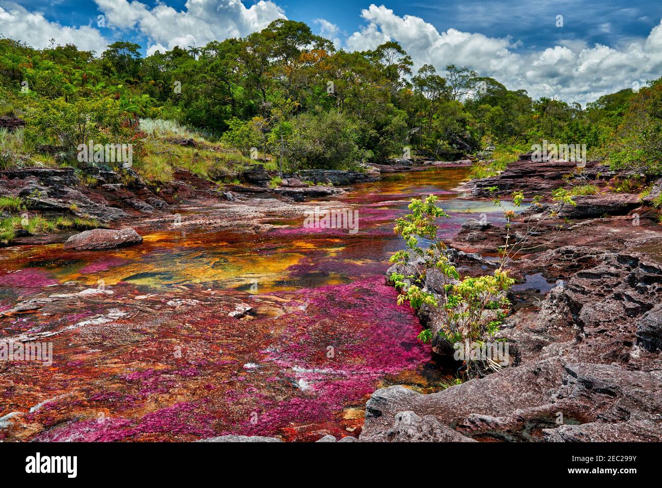 River of five colors cano cristales hi-res stock photography and images ...