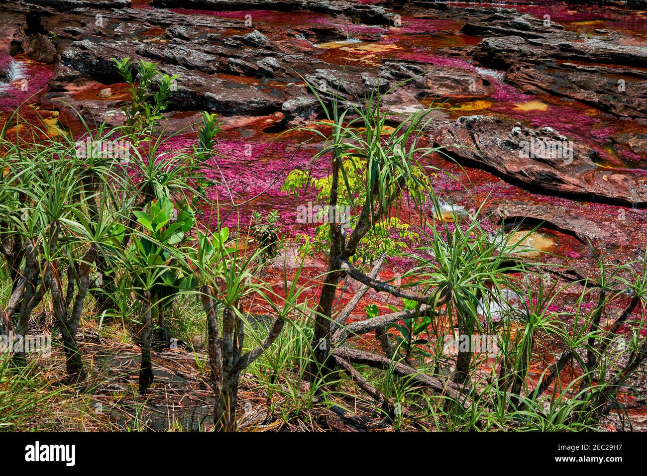 Cano Cristales called the "River of Five Colors" or the "Liquid Rainbow ...