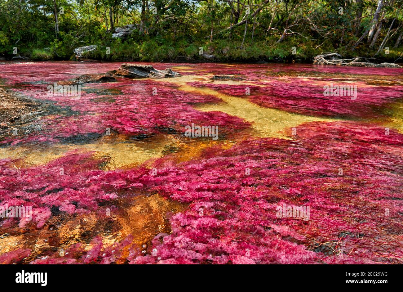 Cano Cristales called the "River of Five Colors" or the "Liquid Rainbow ...
