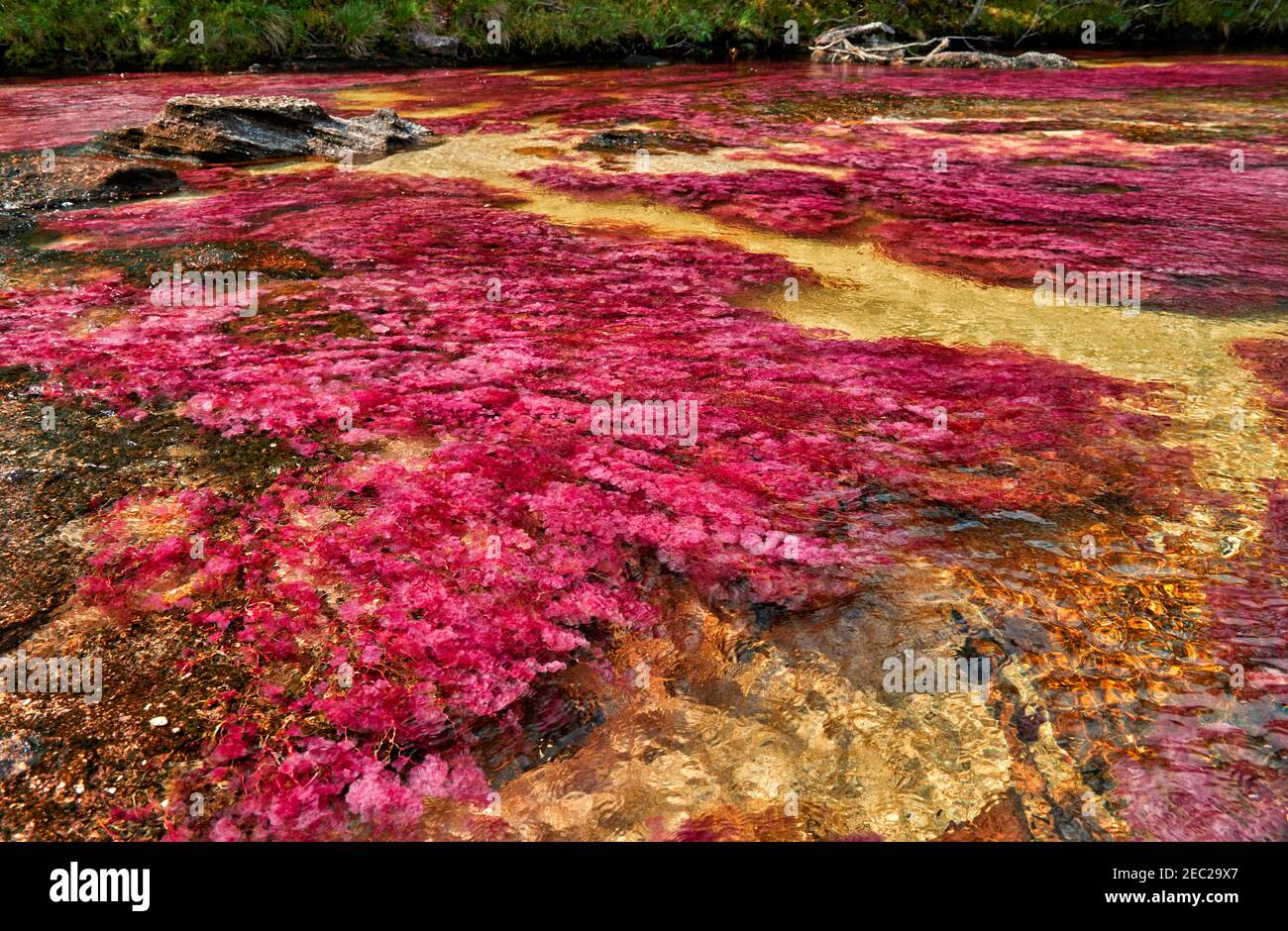 River of five colors cano cristales hi-res stock photography and images ...