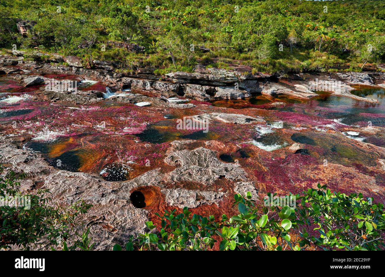 Cano Cristales called the "River of Five Colors" or the "Liquid Rainbow ...