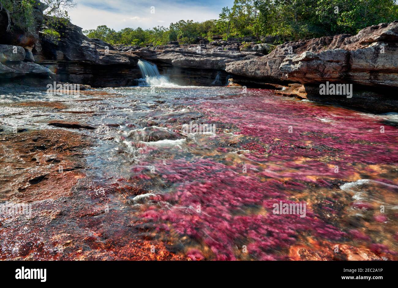 Cano Cristales called the "River of Five Colors" or the "Liquid Rainbow ...