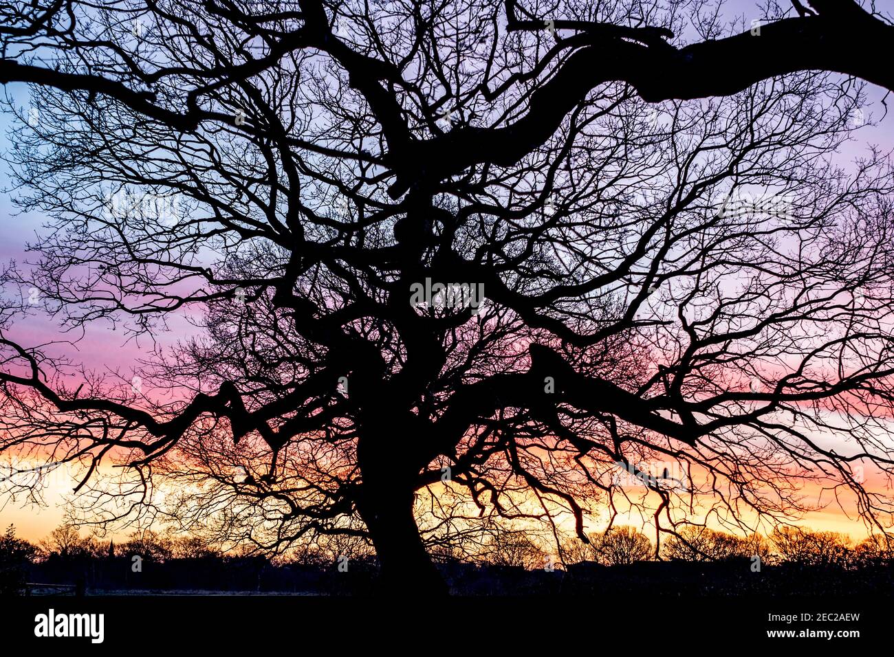 Leave-less tree sunrise landscape horizontal background Stock Photo - Alamy