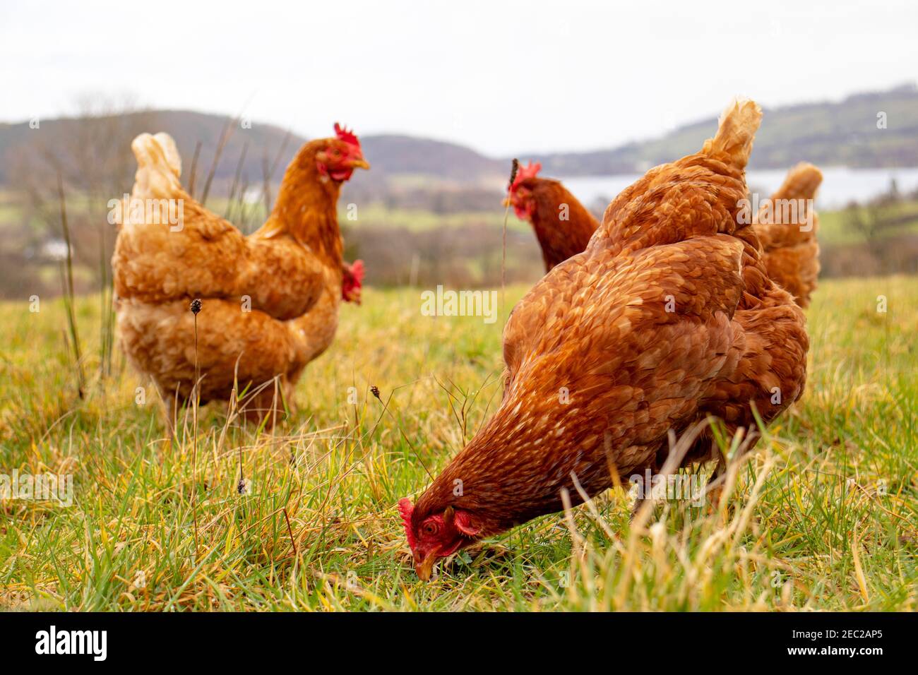 Hens in a field overlooking a lake Stock Photo - Alamy