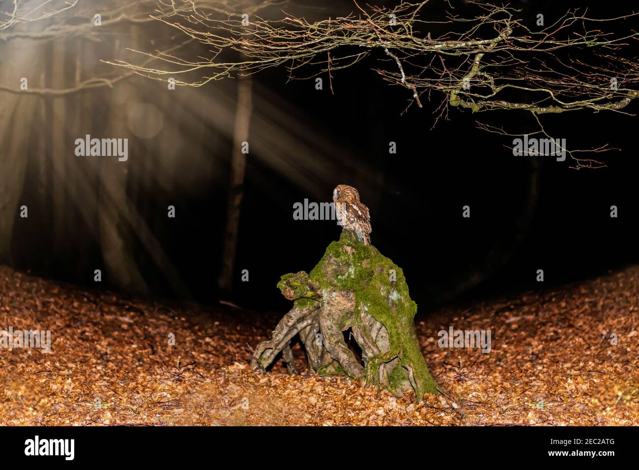 An owl looks towards the moonlight while sat on a tree root in the dark ...