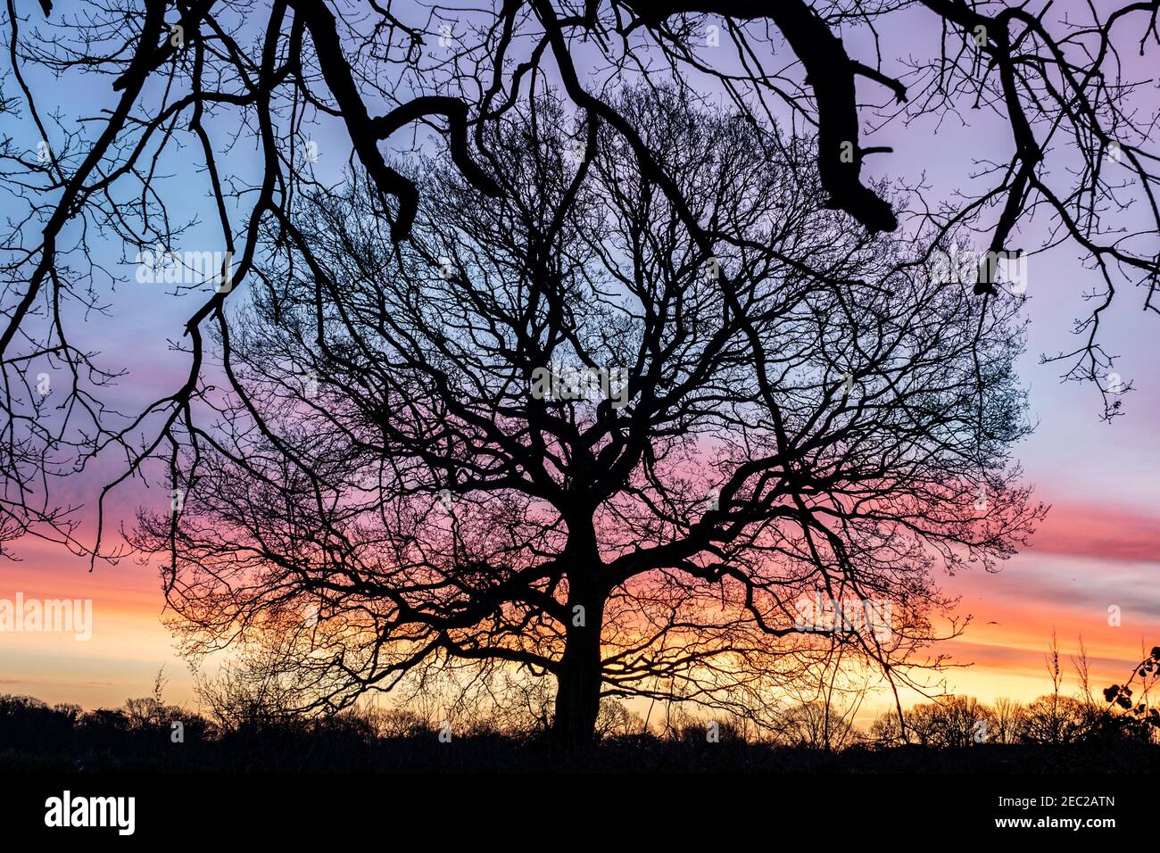 Leave-less tree sunrise landscape horizontal background Stock Photo - Alamy