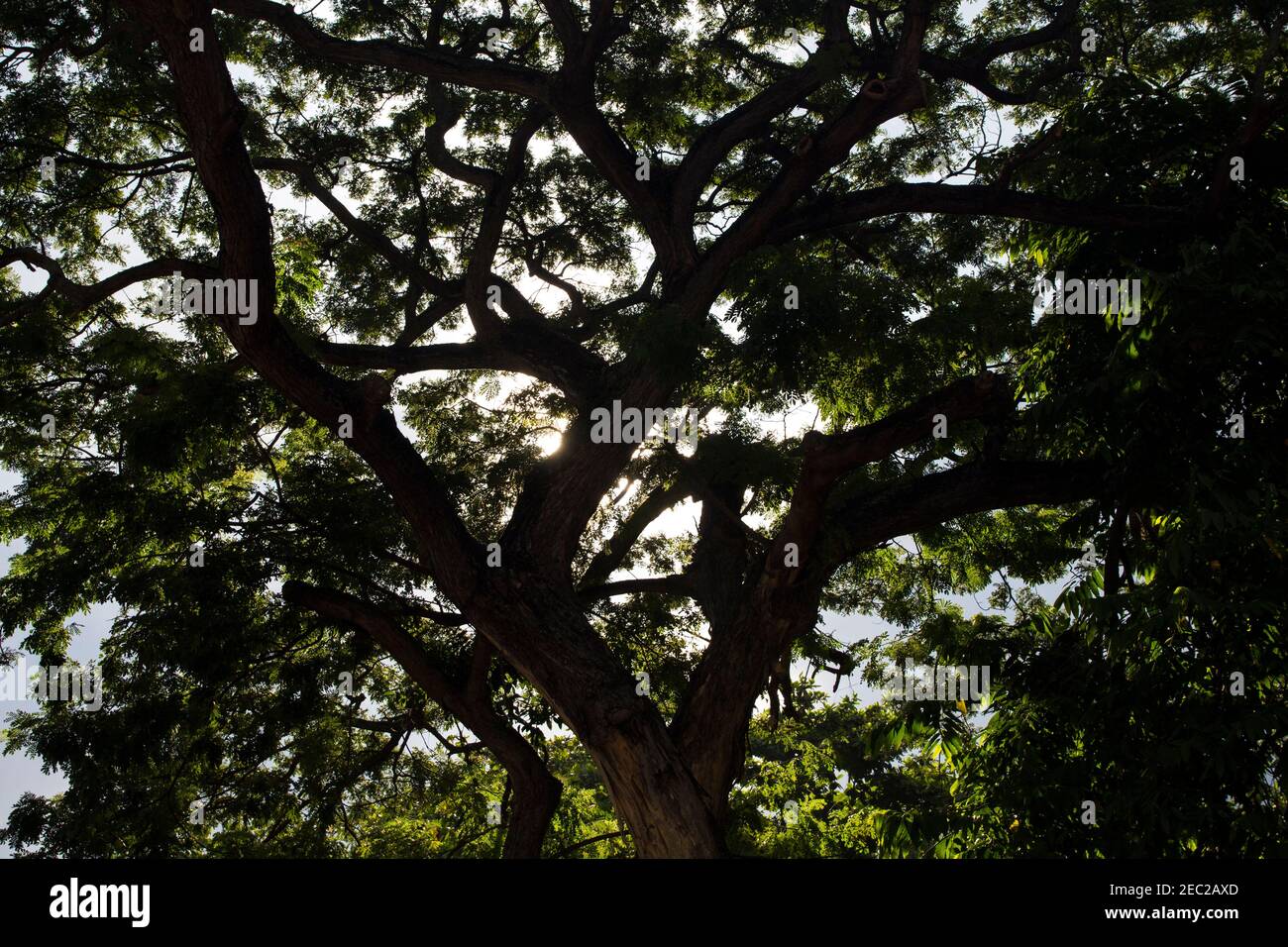 Big green tree with wide branches in backlight of sun. Green trees on ...
