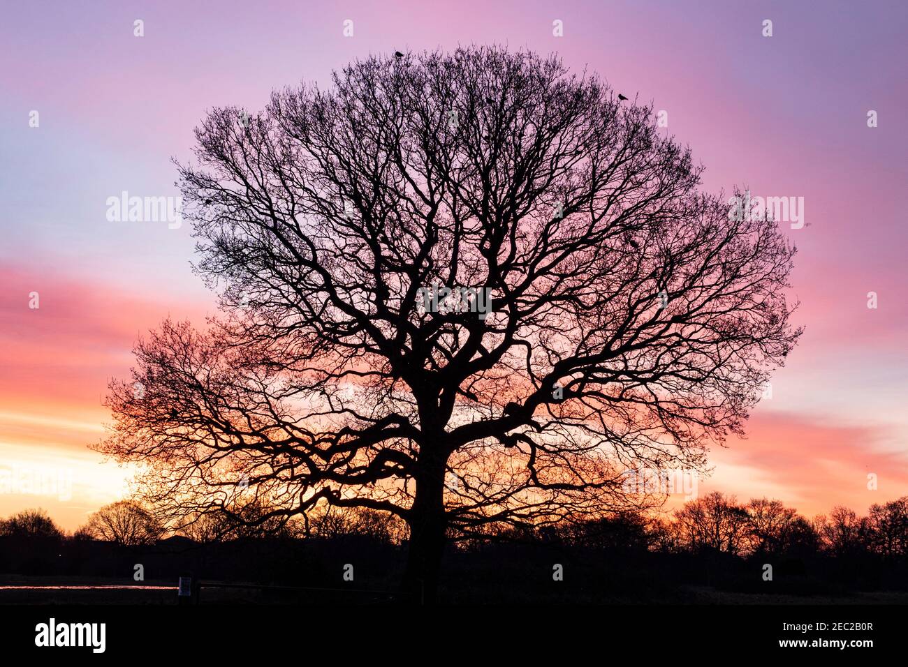 Leave-less tree sunrise landscape horizontal background Stock Photo - Alamy