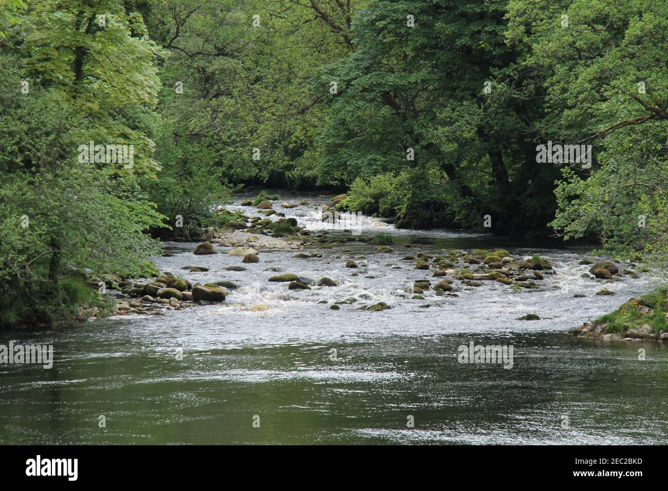 A Shallow River Flowing Through a Woodland Area Stock Photo - Alamy
