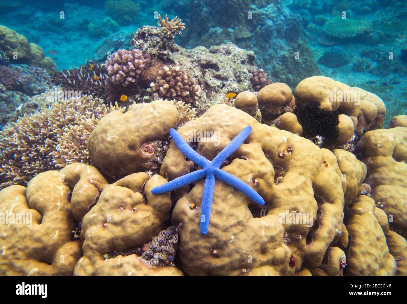 Underwater landscape with starfish. Coral undersea photo. Seashore ...